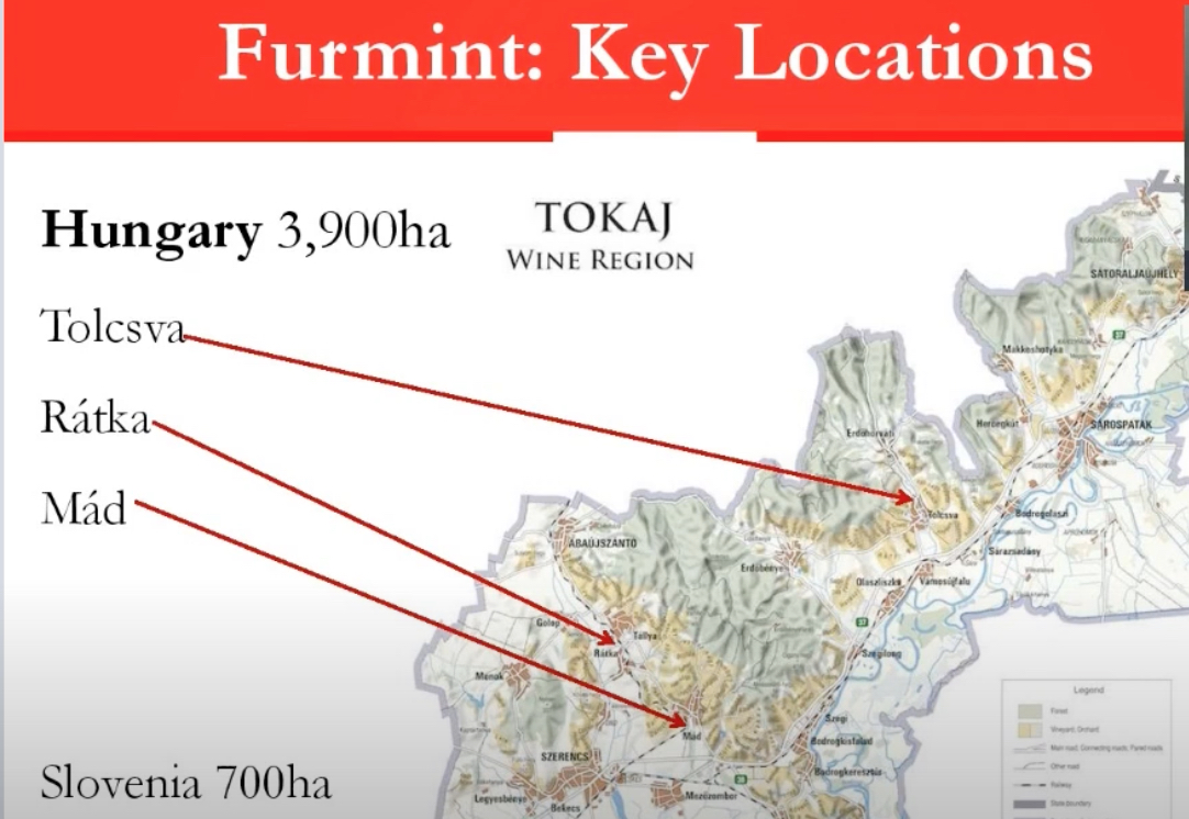 Grape Varieties - Furmint Advanced Version ideal for WSET L3-4
